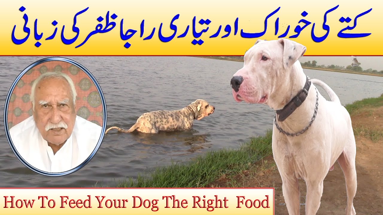 How To Feed Your Dog The Right Food | Best Food Pakistani Bully Kutta ...