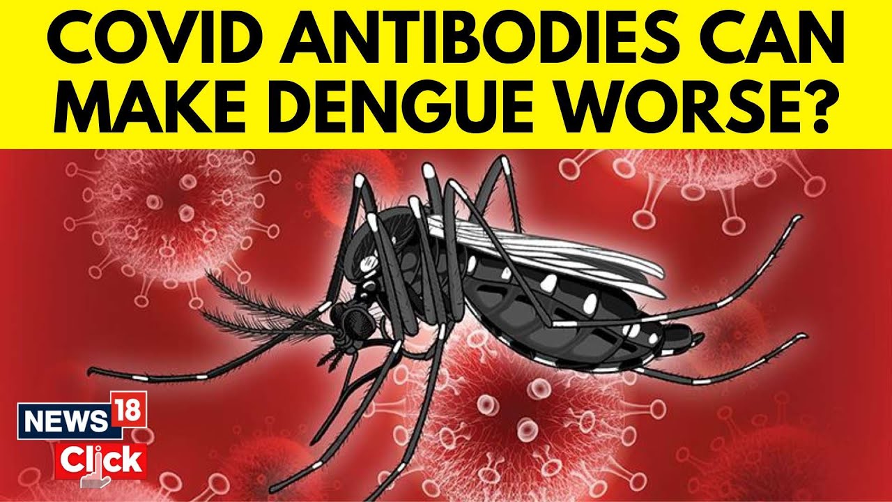 Do Covid-19 Antibodies Impair The Severity Of Dengue? | Dengue And ...