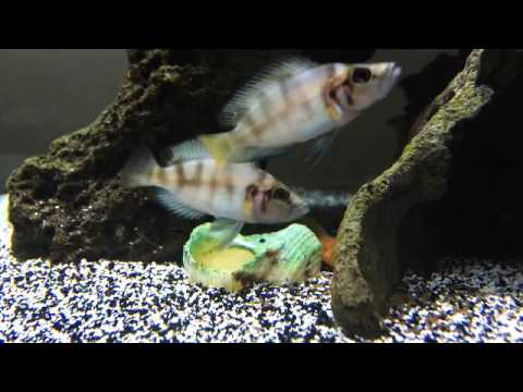 Altolamprologus sp. Compressiceps Shell "Sumbu Dwarf" - YouTube