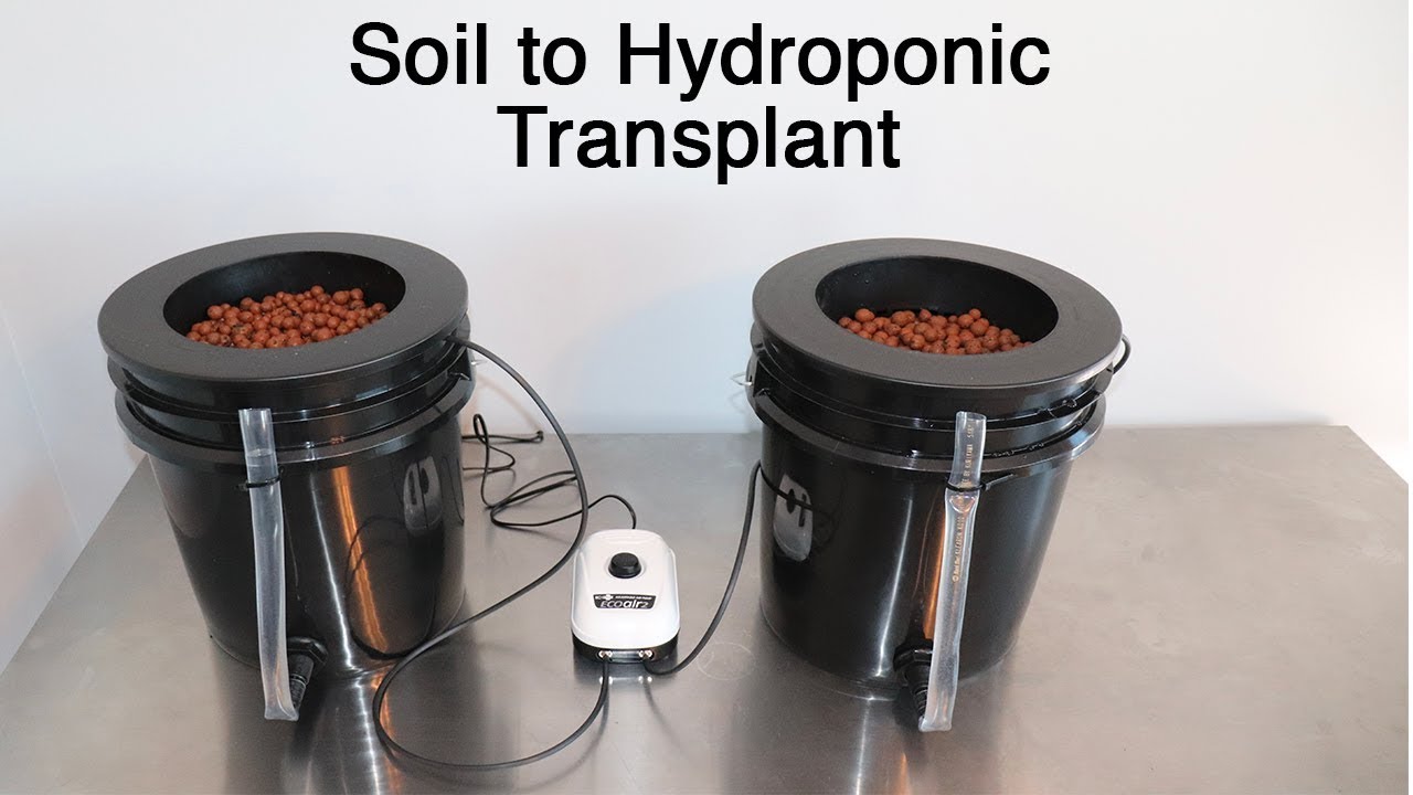 Transplanting Pepper Plant From Soil to Hydroponic DWC - YouTube