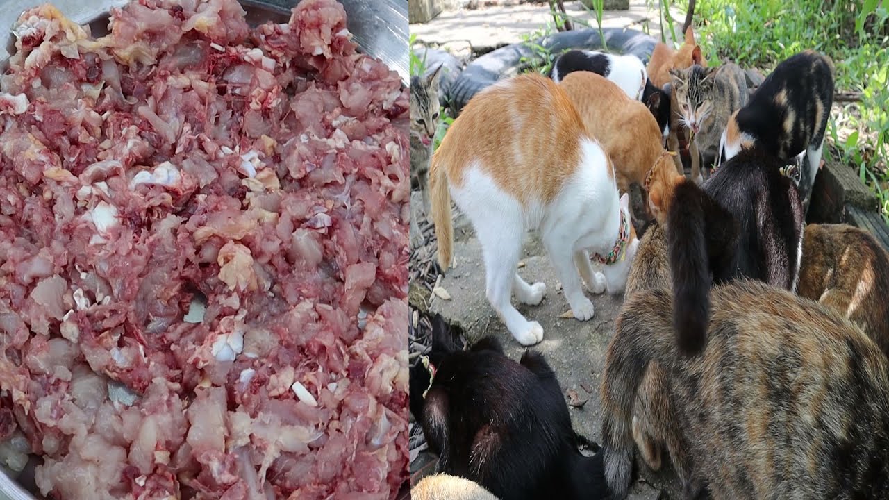 kitten eat raw chicken - YouTube