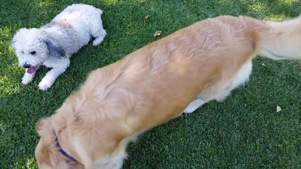 Tired Golden Retriever & Poodle Dog At Ladera Ranch Dog Park - Taking ...