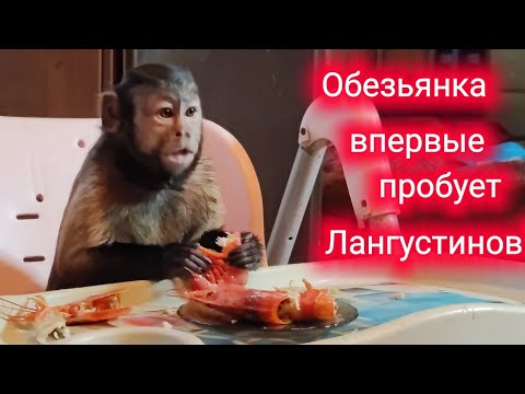 Домашняя обезьянка впервые пробует лангустинов! - YouTube