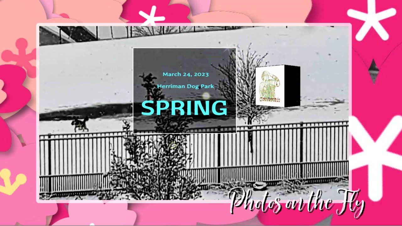Snowy Spring Morning at the Dog Park - YouTube