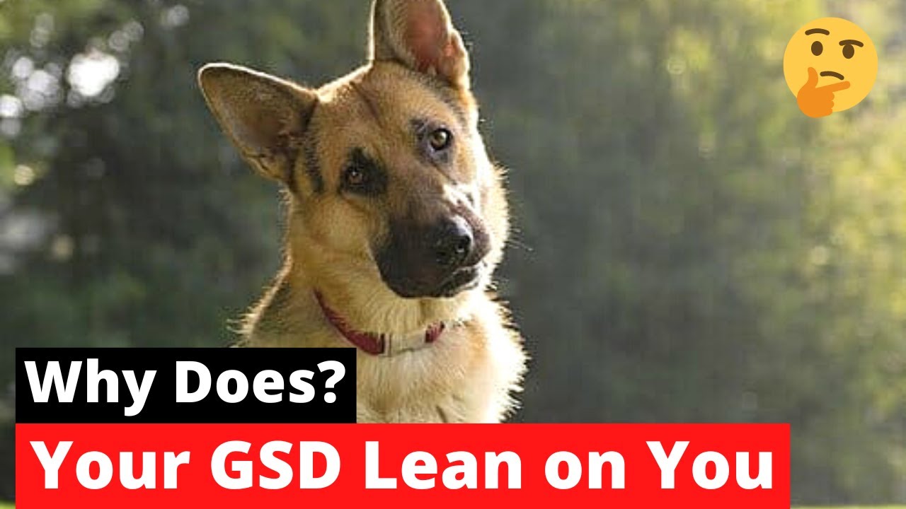Why Does your German Shepherd Lean On you? - YouTube