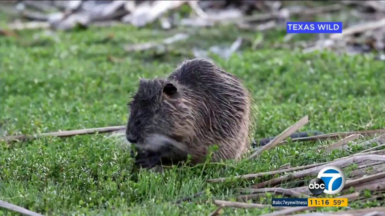 Dangerously destructive rodent species spotted in CA | ABC7 - YouTube