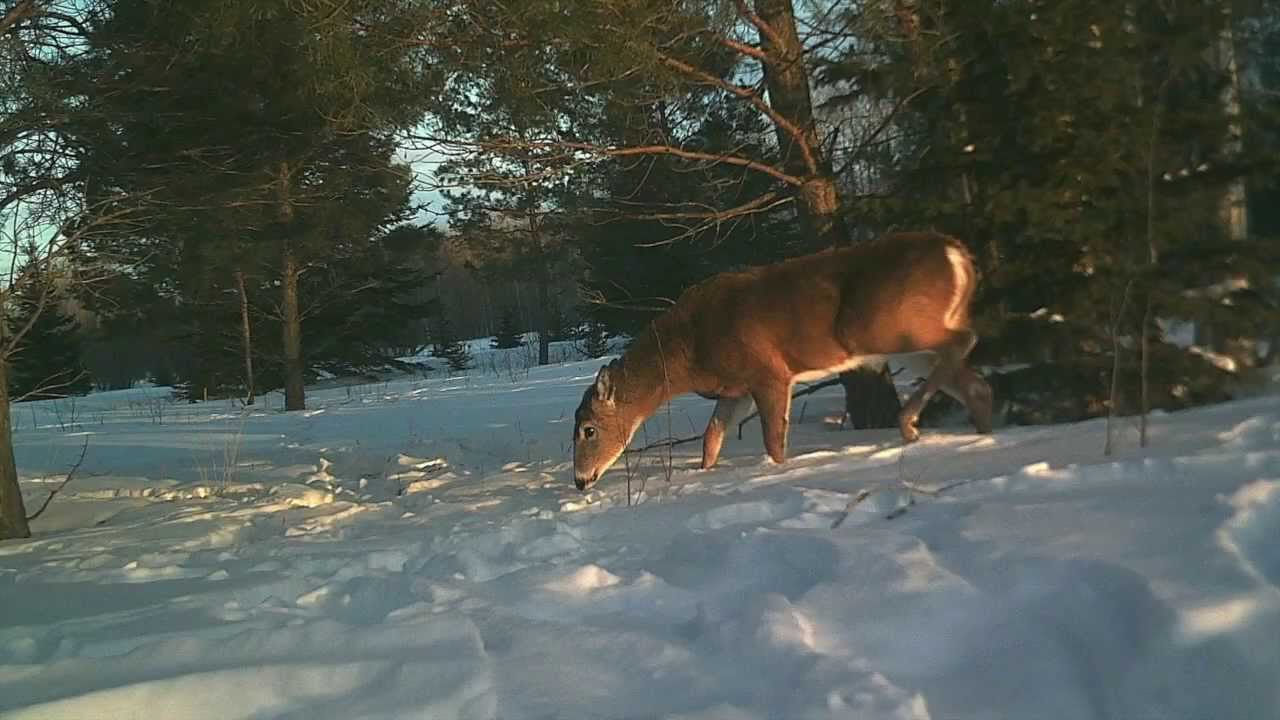 Trail camera footage of a big buck - YouTube