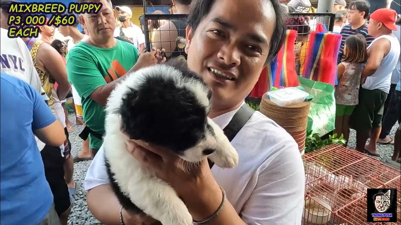 MURANG BILIHAN NG MGA HAYOP SA MALABON PHILIPPINES | MGA MURANG RARE NA HAYOP AT QUALITY! vlog ...