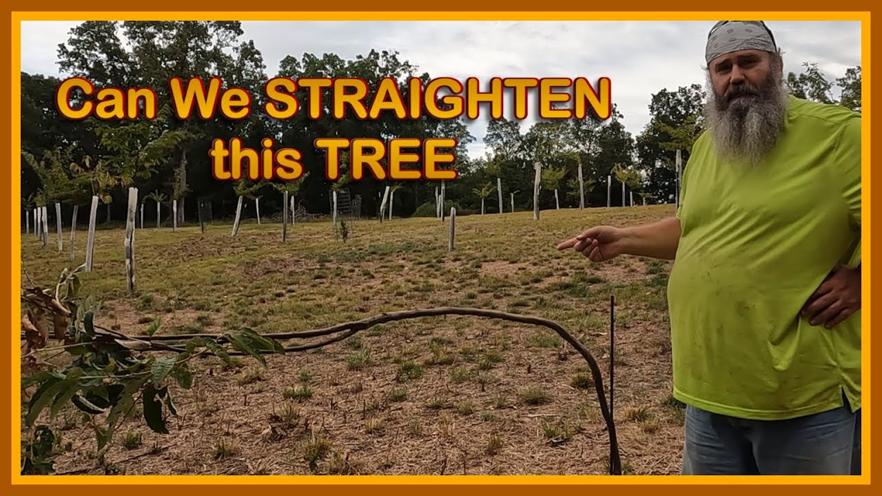 How To Protect Young & Damaged Chestnut Trees | Tree Caging & Staking a ...