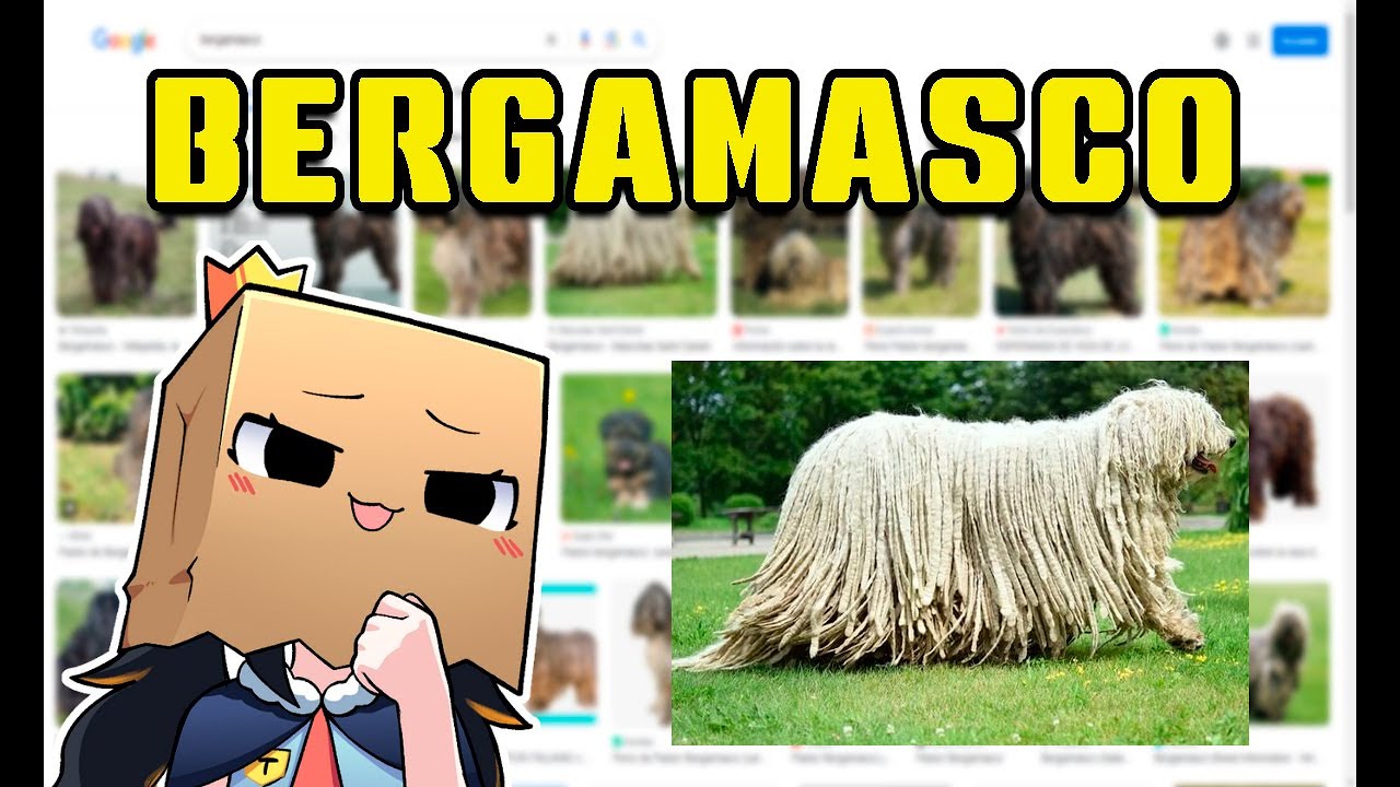 Bergamasco - YouTube