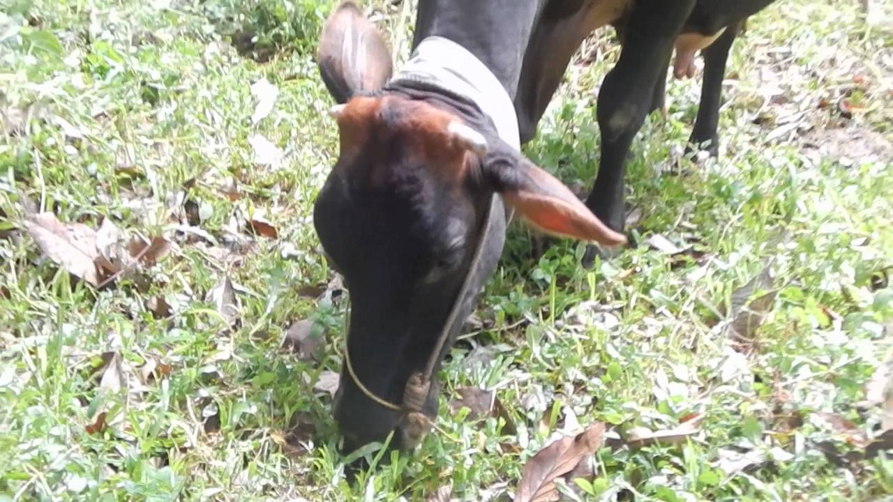 Indian Breed Cow Keral nadan Pashu eating grass - YouTube