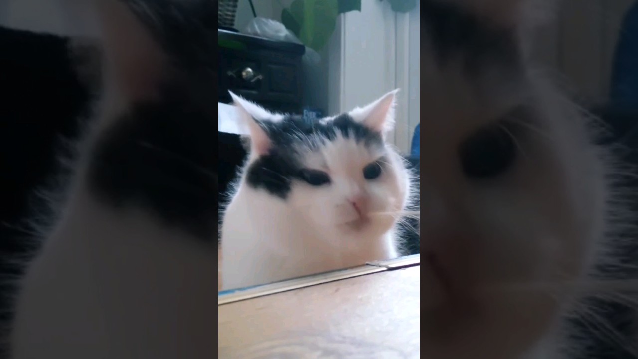 🤣Ella playing - #cat - YouTube