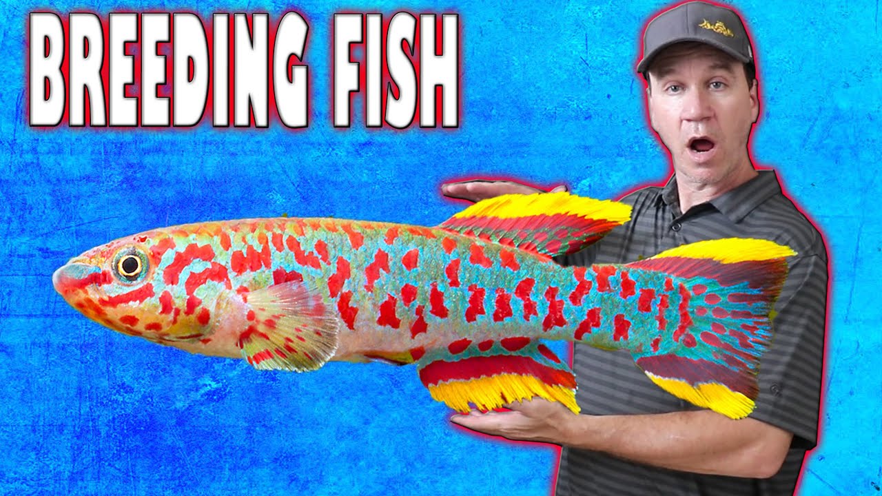 Easy Way to Breed Gardneri Killifish and Raise Killifish Fry - YouTube