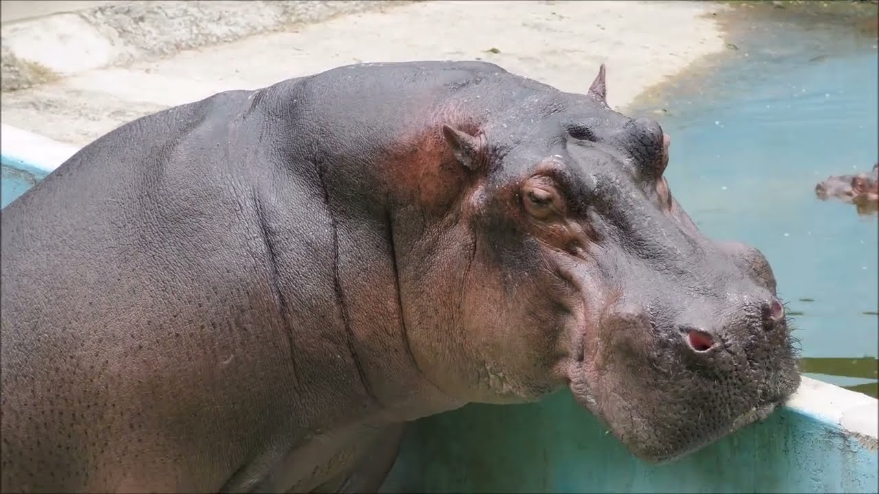 hippo hopping a wall (incredible) - YouTube