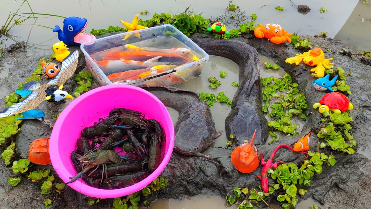 Find big catfish and ornamental fish traps, betta fish, koi fish, real ...