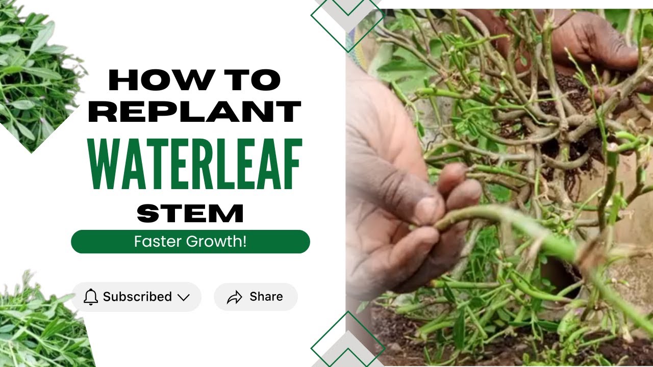 How and When To Uproot Waterleaf Plants - YouTube