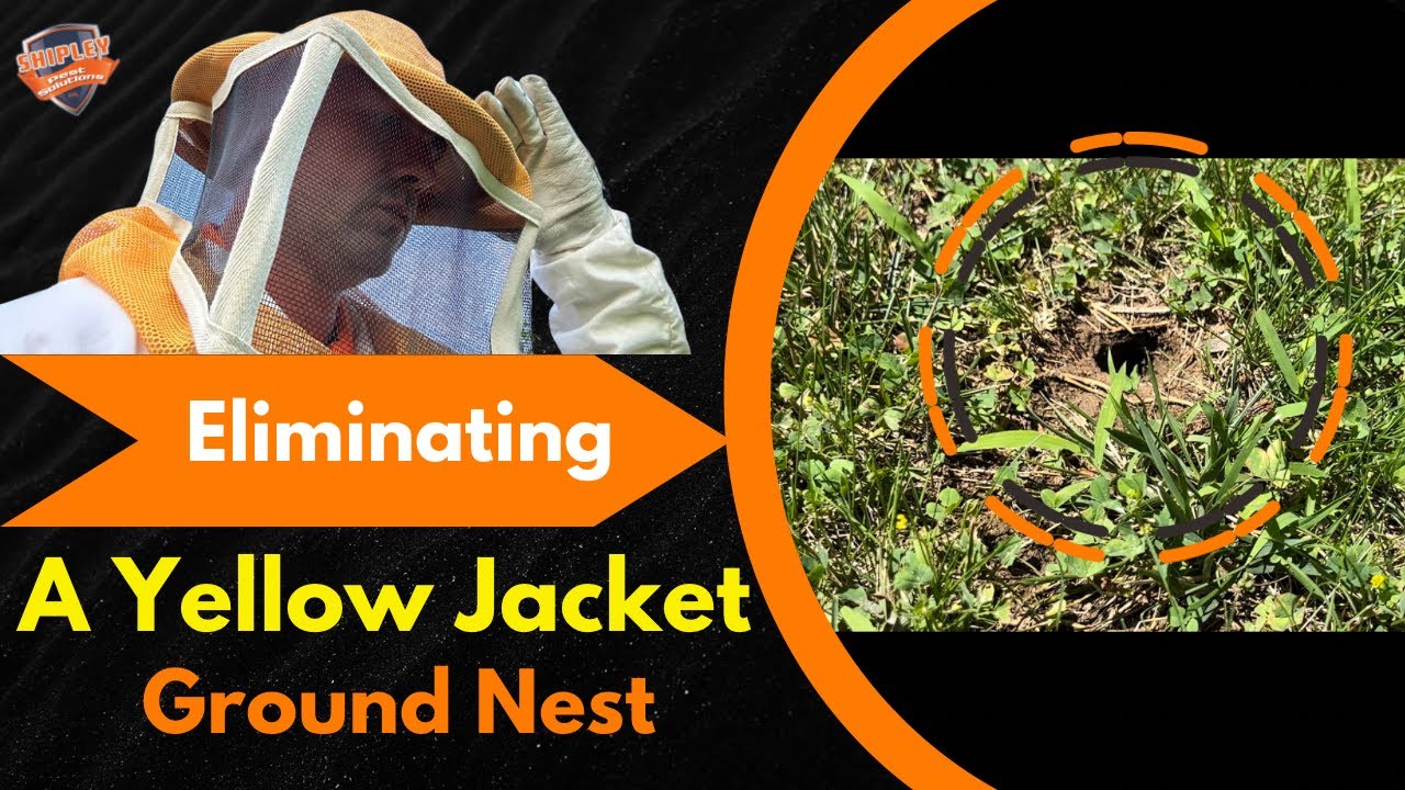 Eliminating A Yellow Jacket Nest In The Ground - YouTube