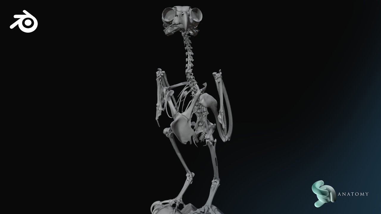 How To Model A Bird (Owl) Skeleton In Blender - Part 1 - YouTube