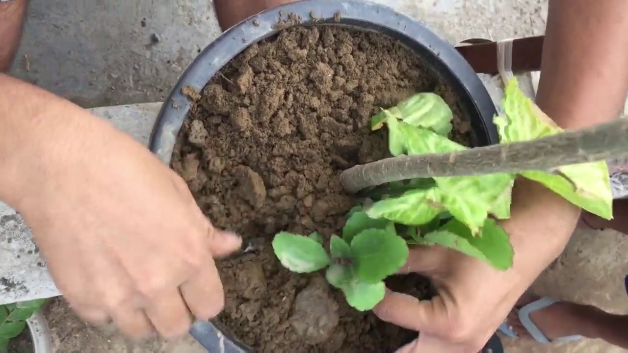 patharchatta plant | हर तरह की पथरी का समाधान |benefits of patharchatta ...