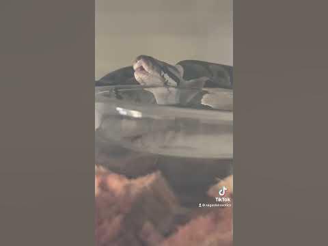 Ball Python “yawn” — see inside her mouth! #snake #ballpython #animals ...