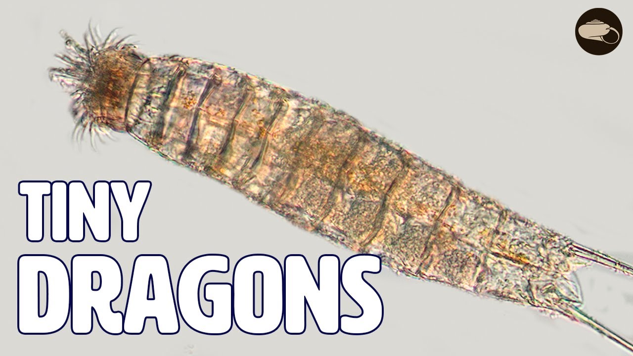 Hunting for Mud Dragons: The Bubble & Blot Method - YouTube