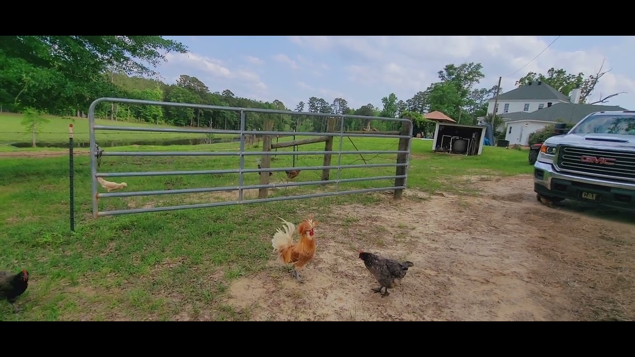 ELVIS our rooster 🐓 is doing well. He says to tell you thanks. - YouTube
