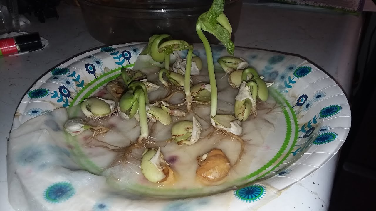 Planting store bought home sprouted Lima Beans in July - YouTube