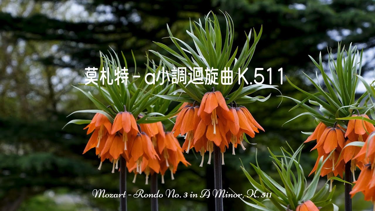 🎺️最優美好聽的古典🎺️莫札特 - a小調迴旋曲 K.511🎺️Mozart: Rondo in A minor, K. 511 - YouTube