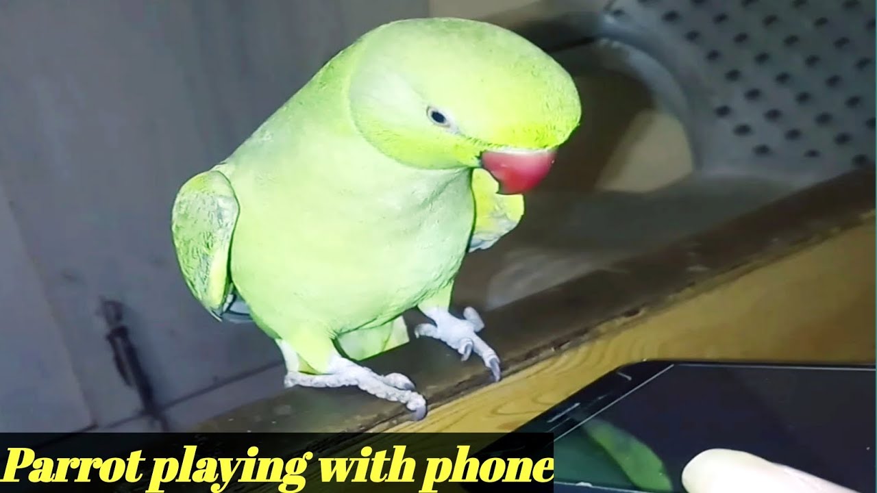 Parrot Playing With Phone // Amazing Parrot video - YouTube