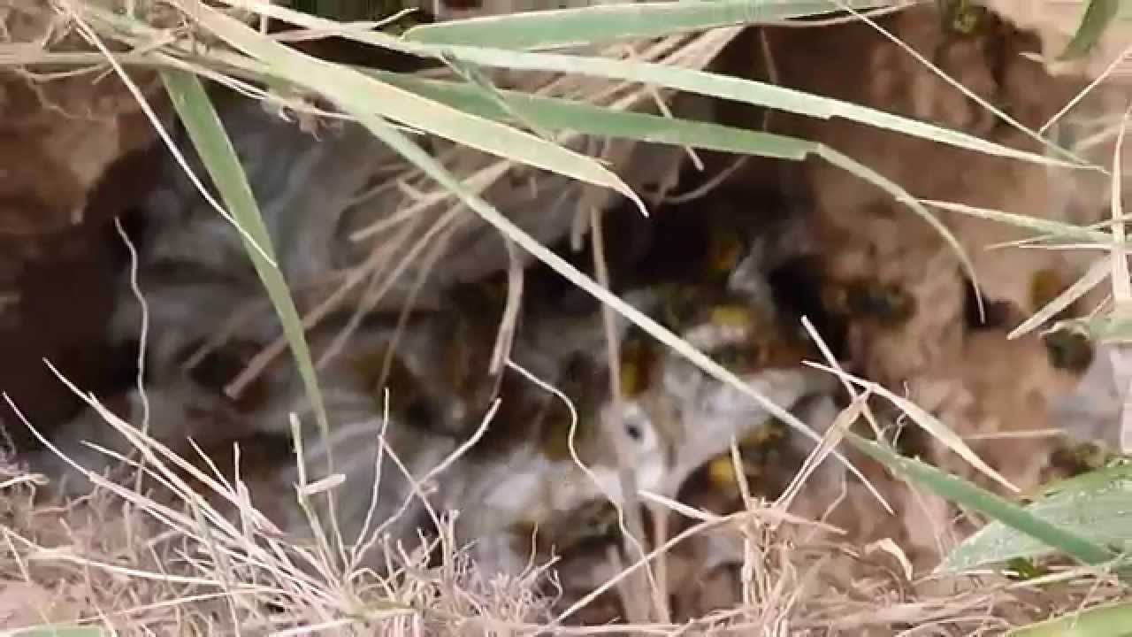 Badger disturbed wasps nest... - YouTube