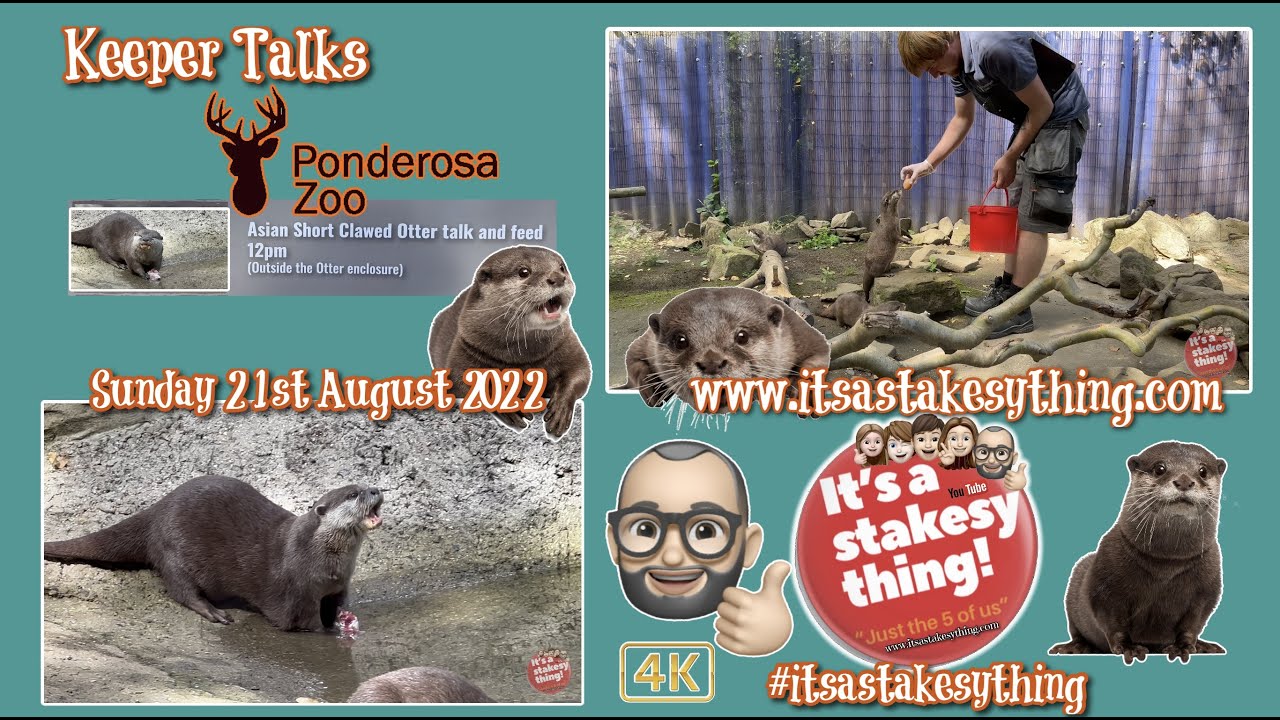 Asian Short Clawed Otter Keeper Talk at Ponderosa Zoo, Yorkshire # ...