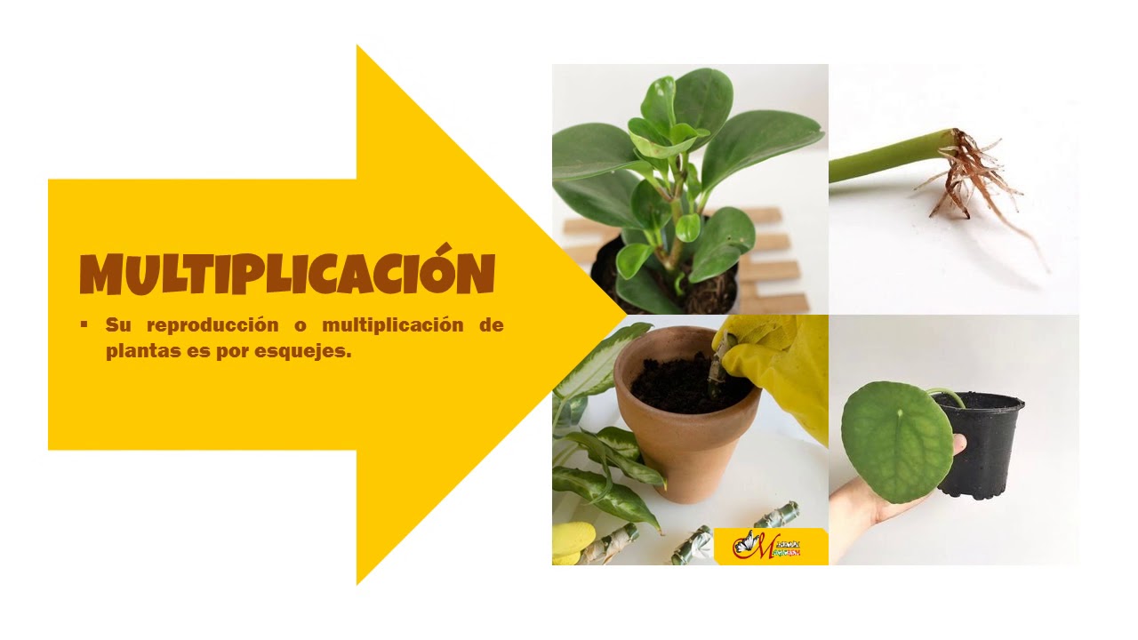 CULTIVO DE LA PLANTA CONGONA EN JARDÍN VERTICAL - YouTube