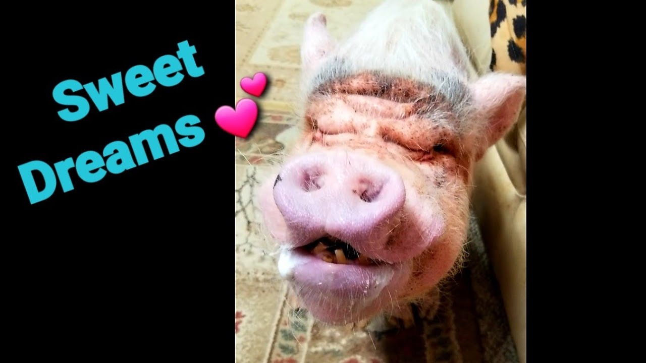 Sammy The Mini Pig Getting His Apple Snack! Sweet Dreams. - YouTube
