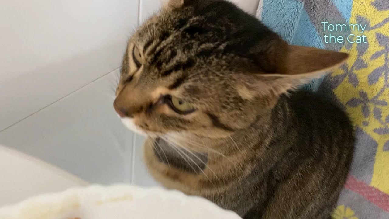 Cat gets offended when i tell him this...😂 - YouTube