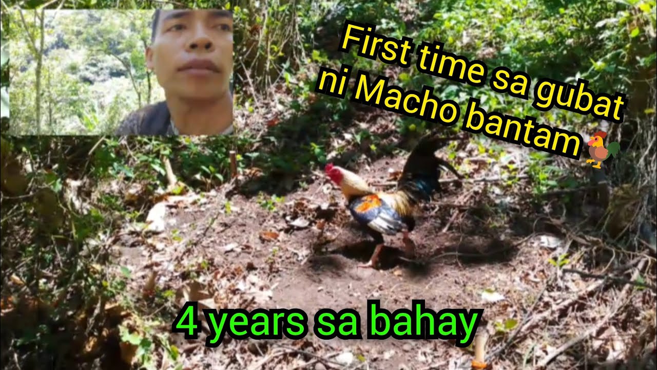 first time ni macho bantam/ manok labuyo/ wild chicken hunting/pangati ...