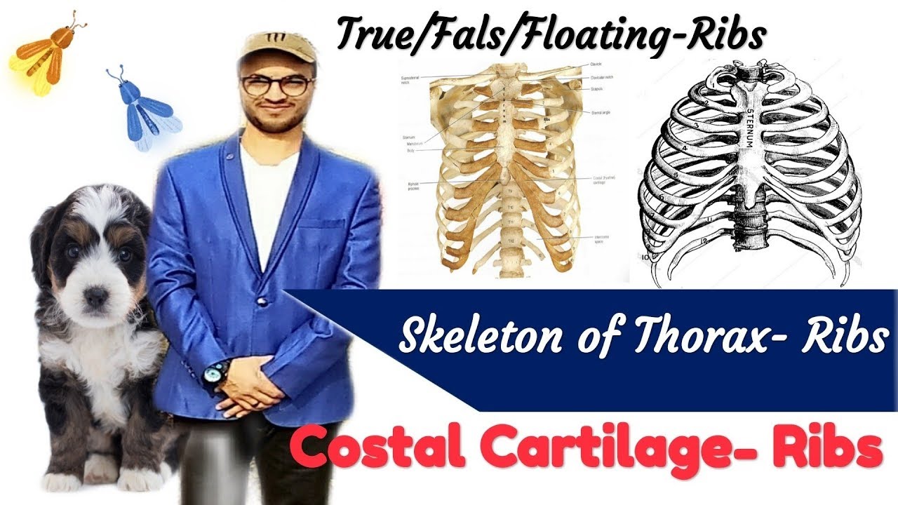 Rib cage Anatomy-Bones of Thoracic wall, Typical and atypical Ribs,True ...