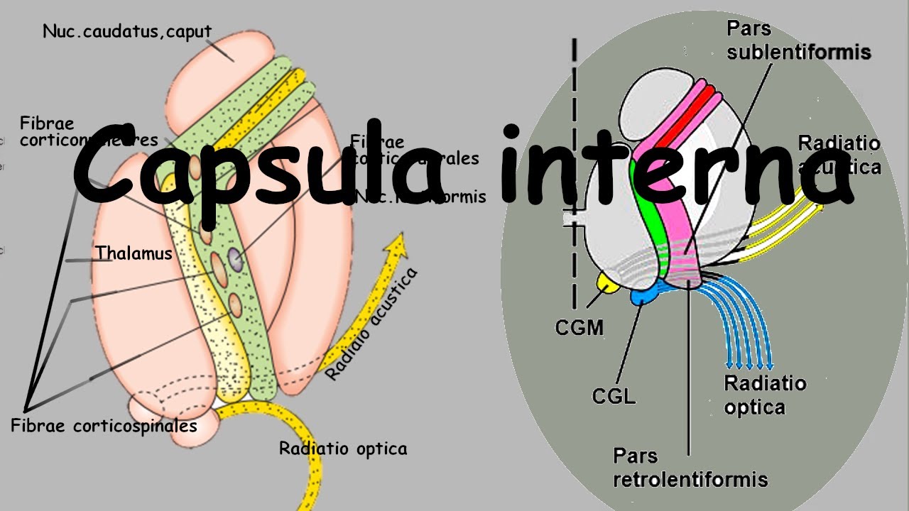 Capsula İnterna Anatomisi (Örnek Soru Çözümlü) - YouTube