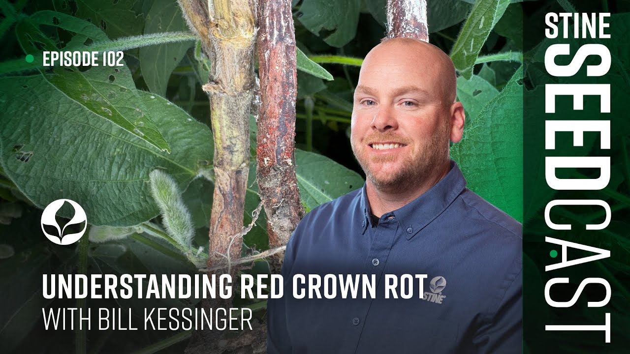 Understanding Red Crown Rot With Bill Kessinger - YouTube