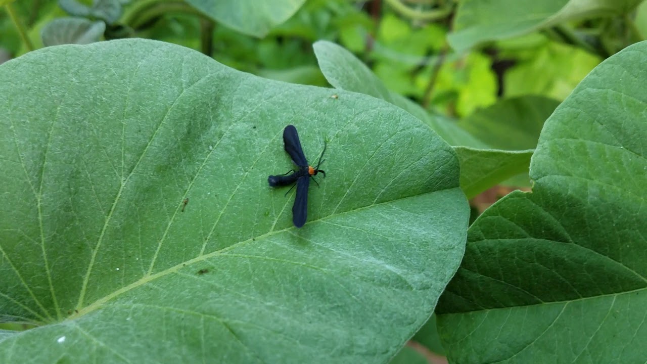 Grapeleaf Skeletonizer Moth (Harrisina americana) - YouTube