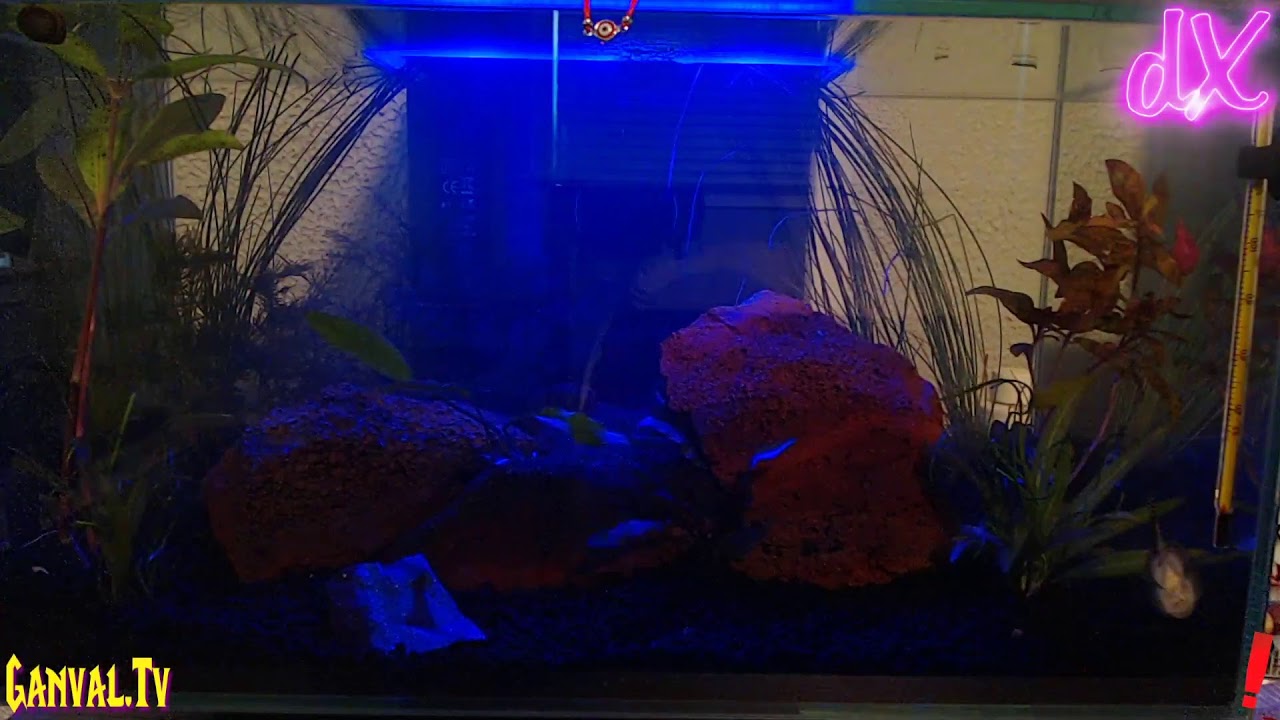 dX | LIVE - "Milliardo" aquascape by ganval - 2 WEEKS - YouTube