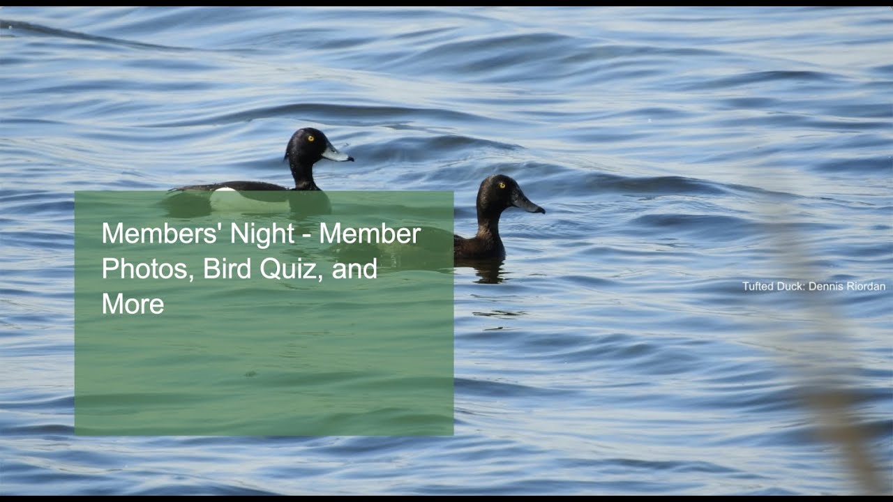 Members' Night - Member Photos, Bird Quiz, and More - YouTube