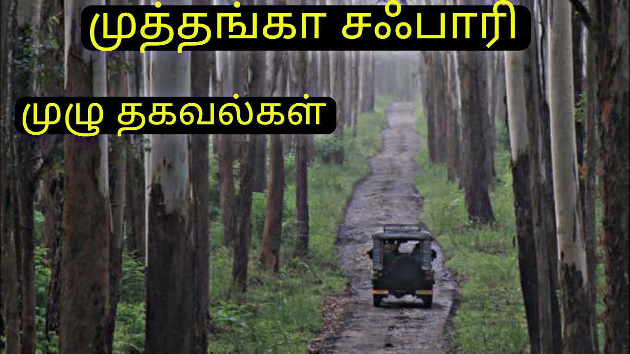 Muthanga wildlife Safari|best time to visit|full details in tamil # ...