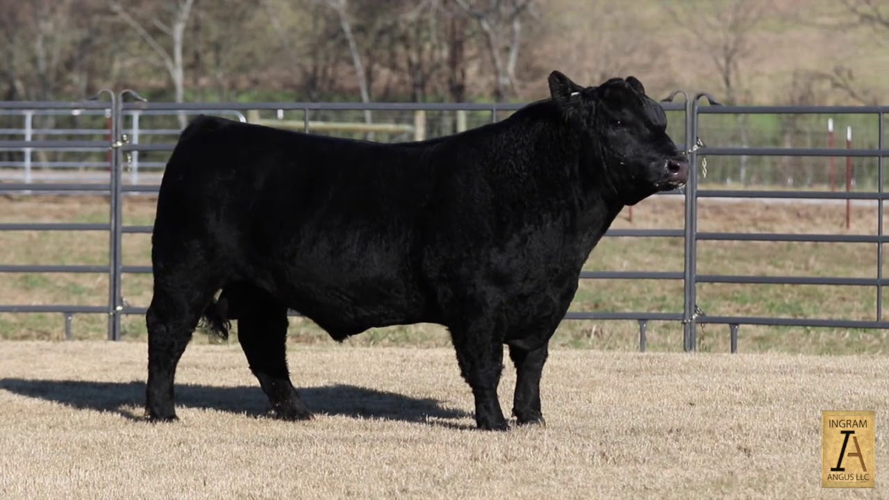 S A V Extension 6856 - YouTube