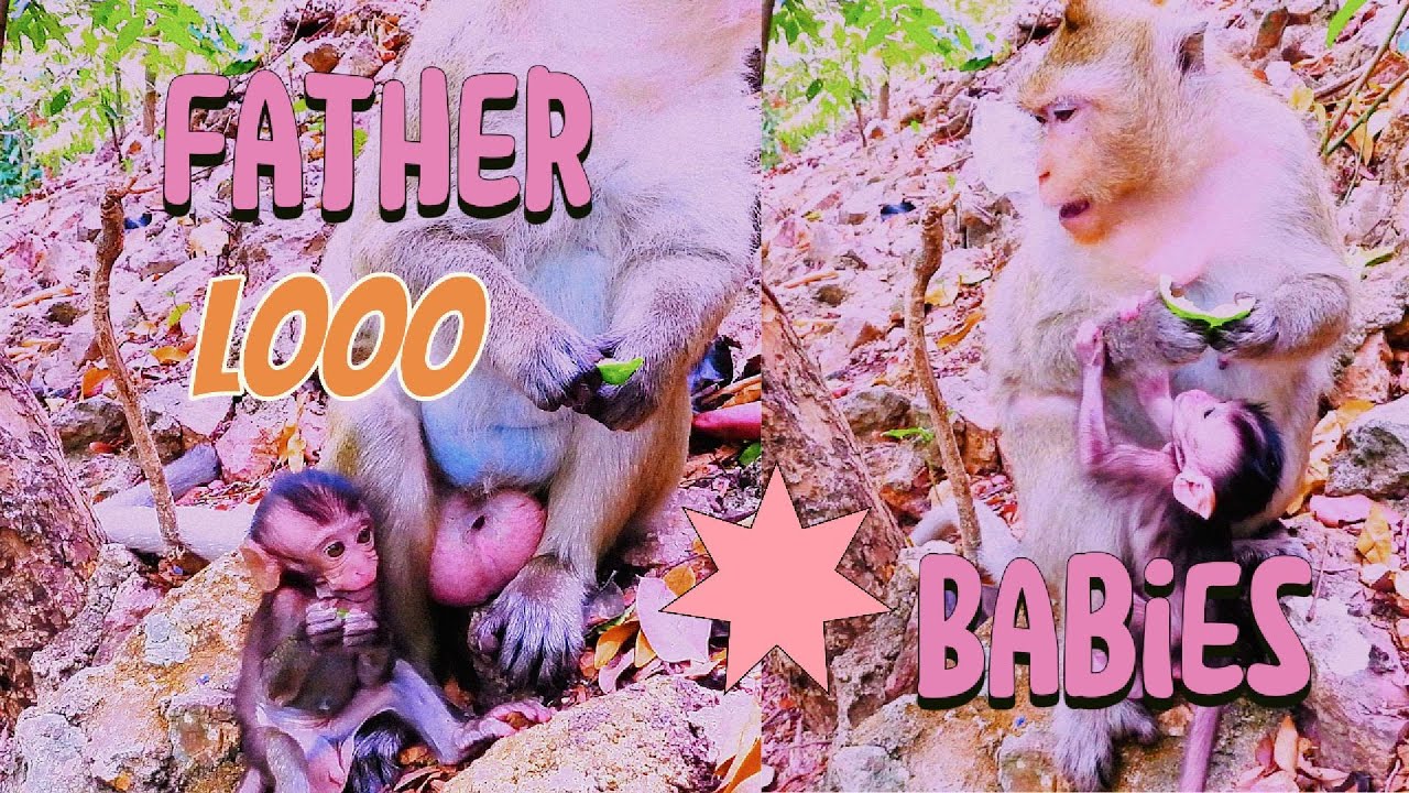 VERY FUNNY & BROUD FOR FATHER MONKEY DAVID LOOKS| TAKING CARE HIS ...