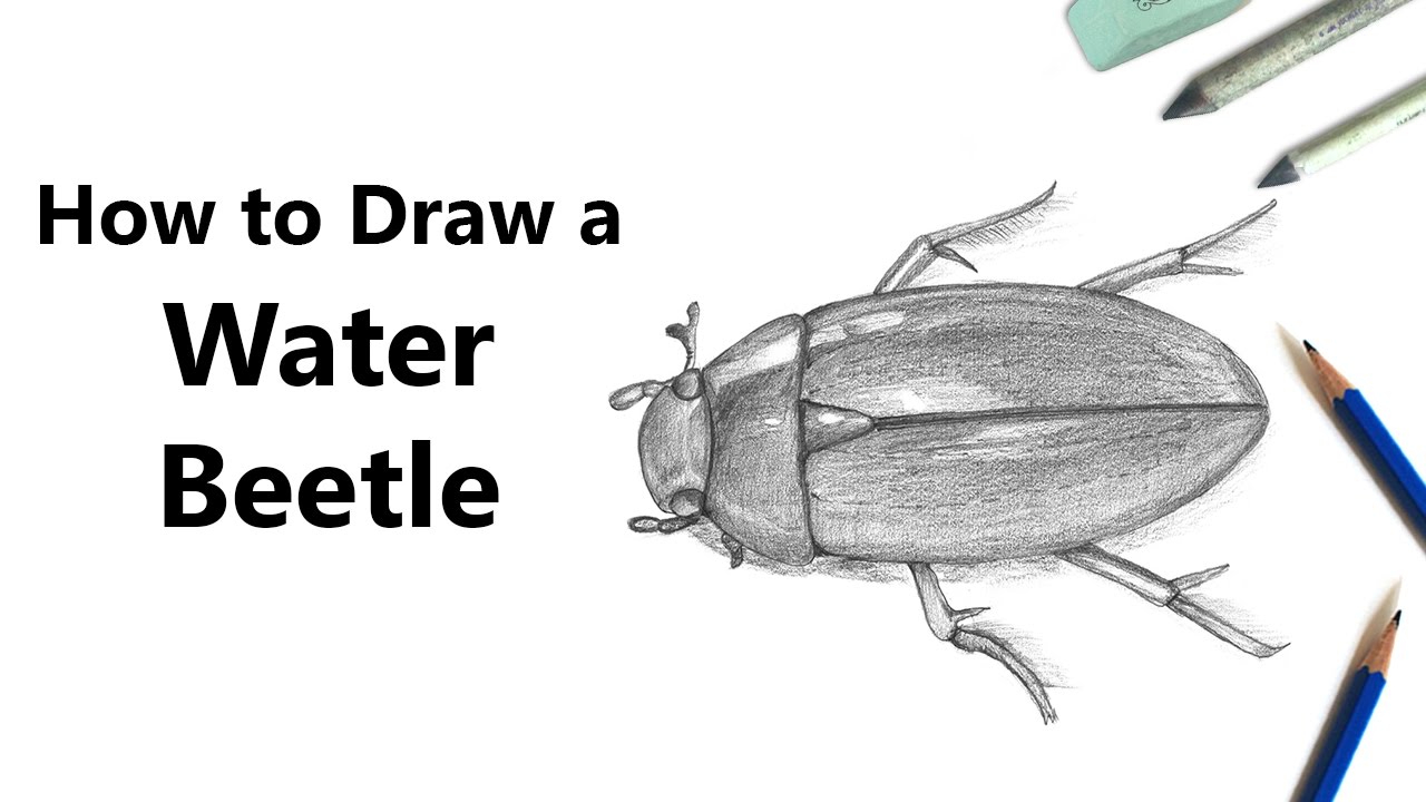 How to Draw a Water Beetle with Pencils [Time Lapse] - YouTube