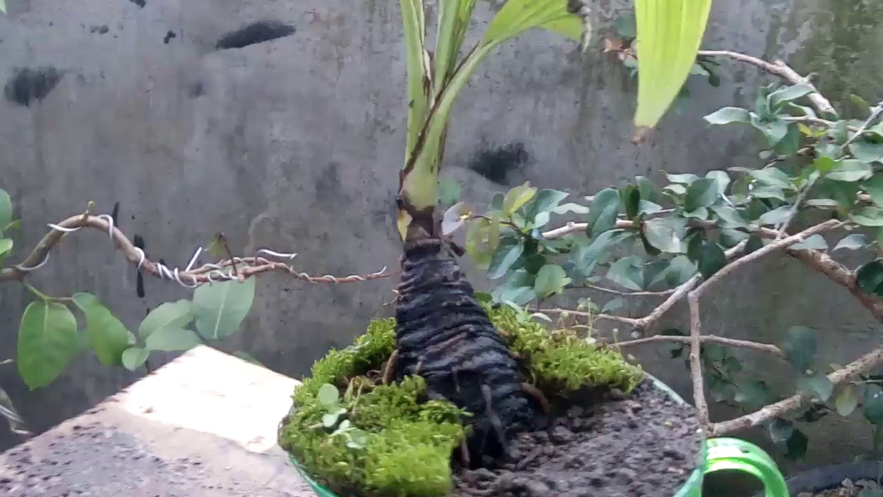 BONSAI PALEM UNIK - YouTube