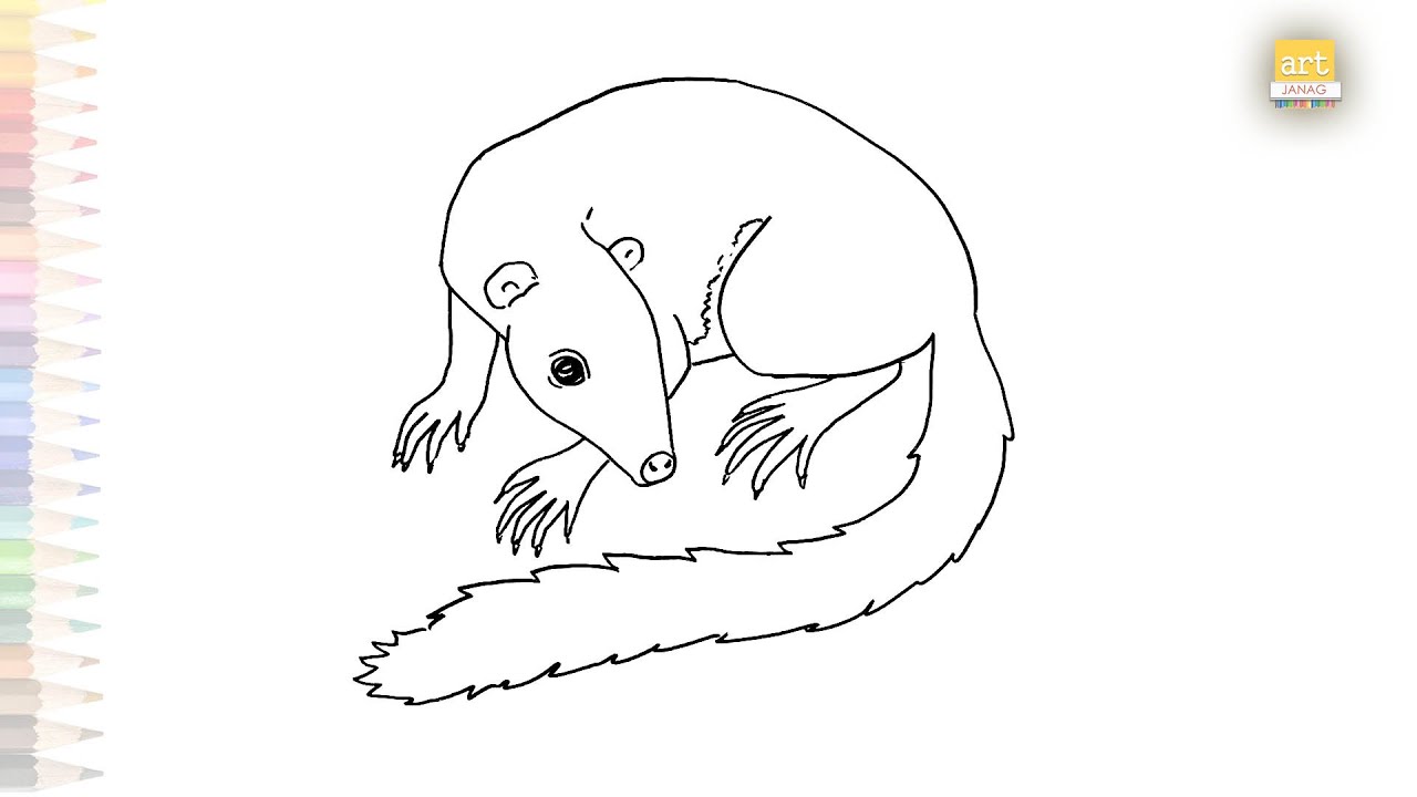 Treeshrew drawing easy | Mammals drawing videos | How to draw Treeshrew ...
