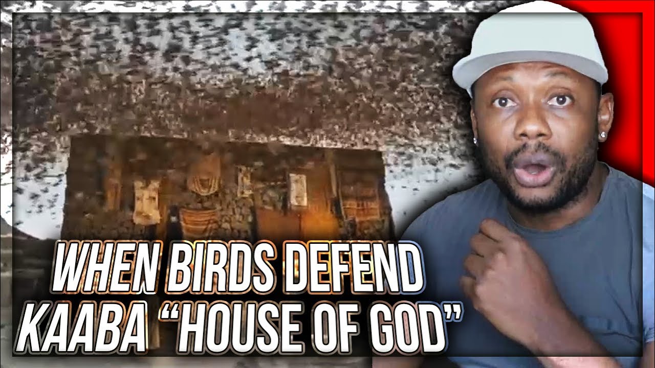 CHRISTIAN REACTS TO When Birds Defend KAABA (House of GOD) || Story of ...