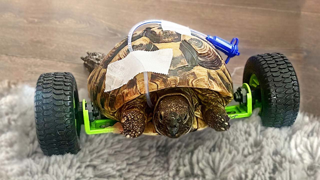 Double Amputee Tortoise Has A Wheelchair - YouTube