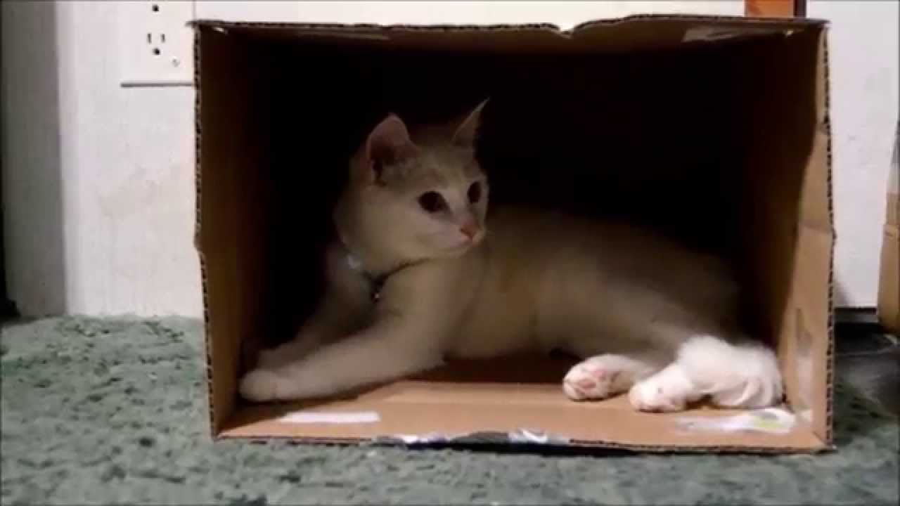 A Rose For Emily (Cat Version) - YouTube